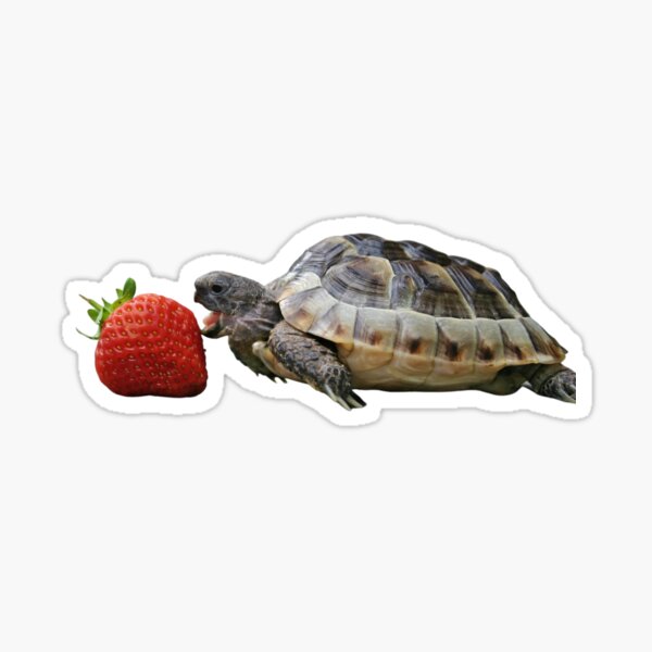 "2nd Eating Cute Happy Funny Single Regular Turtles Turtles Stickers ...