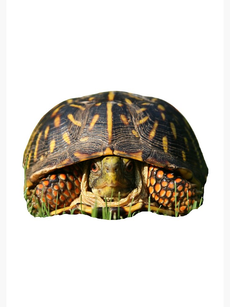Cuaderno de espiral «1er paquete de pegatinas de tortugas tortugas ...
