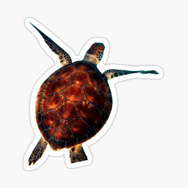 "1st Majestic Swimming Focused Single Sea Turtles Turtles Stickers ...