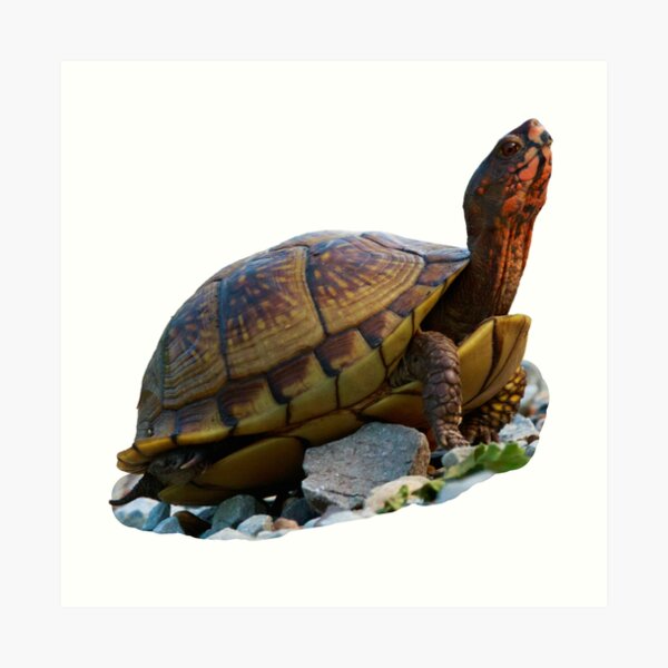 "1st Proud Happy Smiling Cute Majestic Standing Single Regular Turtles ...