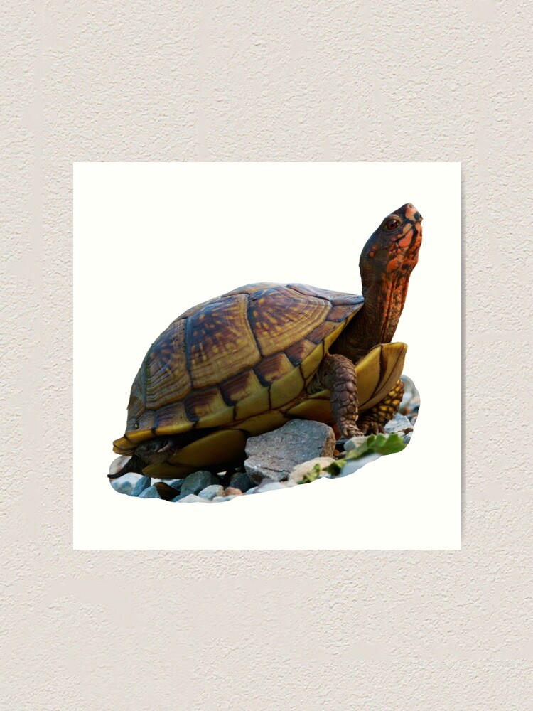 "1st Proud Happy Smiling Cute Majestic Standing Single Regular Turtles ...