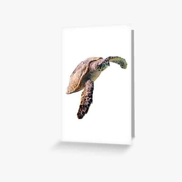 "3rd Sad Moody Single Sea Turtles Turtles Stickers Bundle. Turtles ...