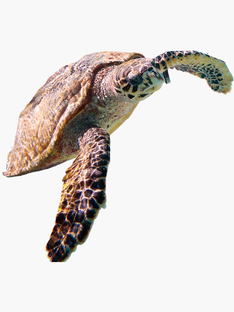 "3rd Sad Moody Single Sea Turtles Turtles Stickers Bundle. Turtles ...