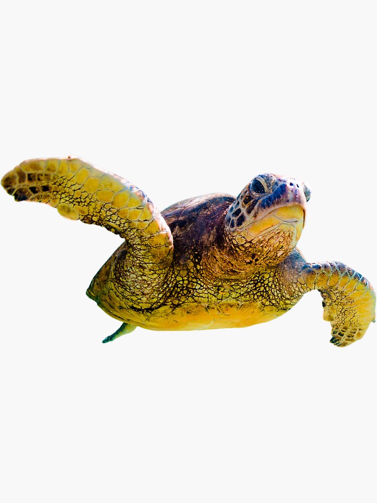 "1st Snaky Moody Angry Majestic Single Sea Turtles Turtles Stickers ...