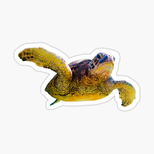 "1st Snaky Moody Angry Majestic Single Sea Turtles Turtles Stickers ...