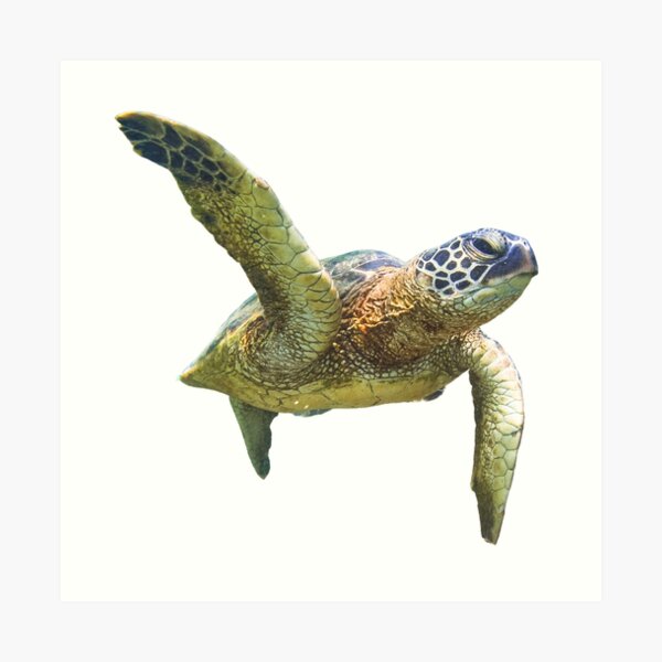 "3rd Snarky Angry Bad Moody Disgusted Single Sea Turtles Turtles ...