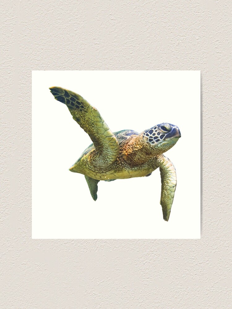 "3rd Snarky Angry Bad Moody Disgusted Single Sea Turtles Turtles ...