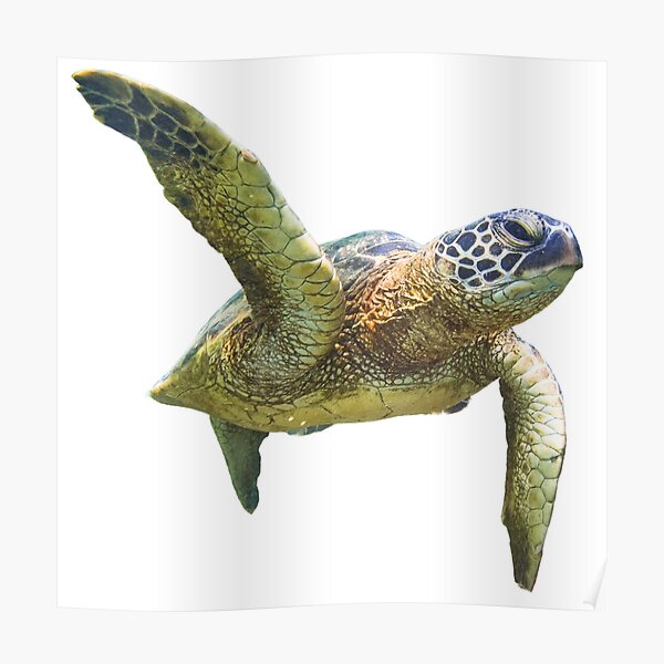 "3rd Snarky Angry Bad Moody Disgusted Single Sea Turtles Turtles ...