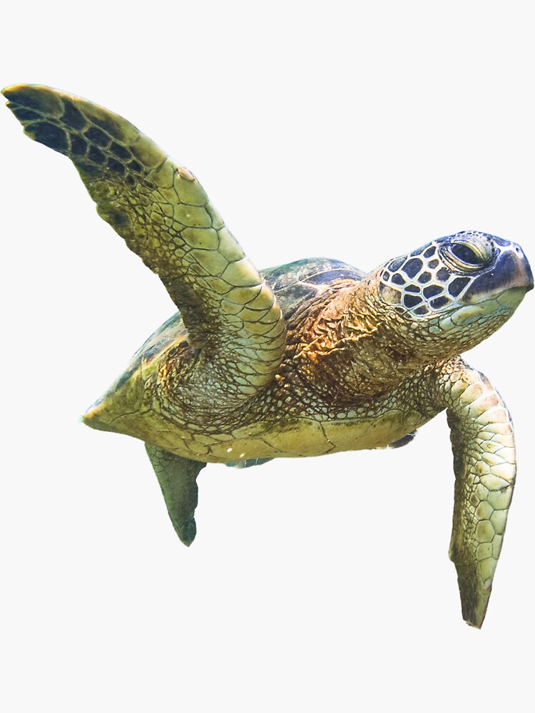 "3rd Snarky Angry Bad Moody Disgusted Single Sea Turtles Turtles ...