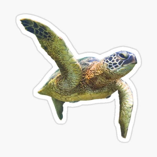 "3rd Snarky Angry Bad Moody Disgusted Single Sea Turtles Turtles ...