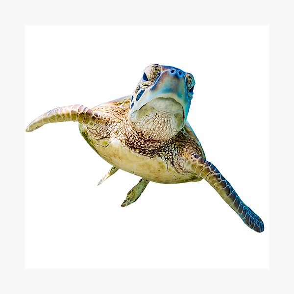 Lámina fotográfica «1er paquete de pegatinas de tortugas marinas de ...