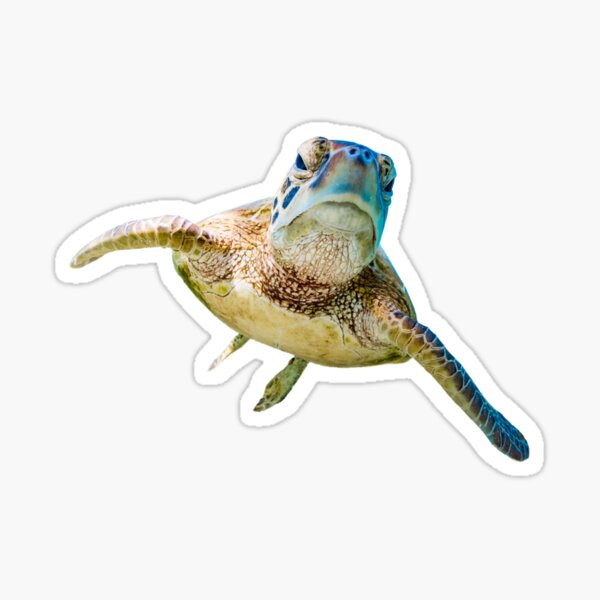"1st Snarky Majestic Cool Single Sea Turtles Turtles Stickers Bundle ...