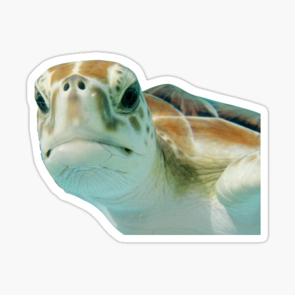 "3rd Snarky Head Only Smiling Sad Depressed Unsatisfied Single Sea ...
