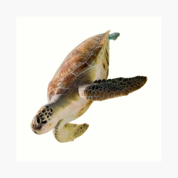 "3rd Snarky Smiling Tricky Majestic Single Sea Turtles Turtles Stickers ...