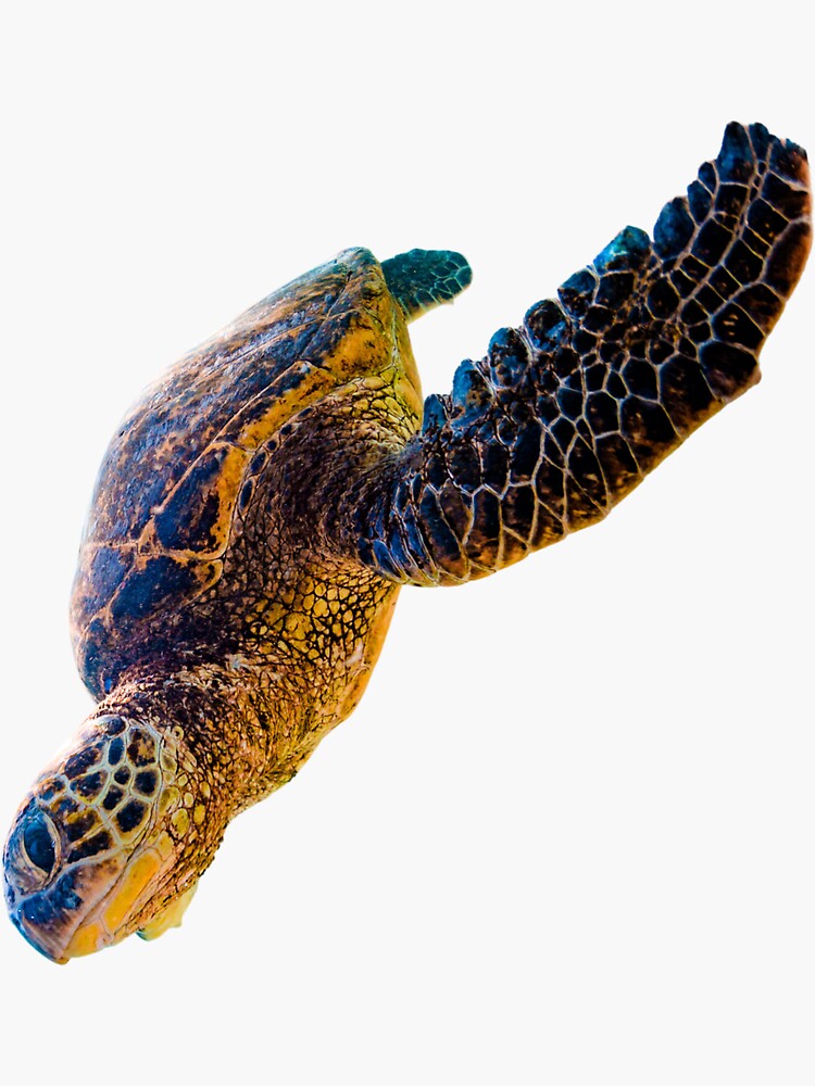 "1st Snarky Smiling Grateful Beautiful Old Wise Single Sea Turtles ...