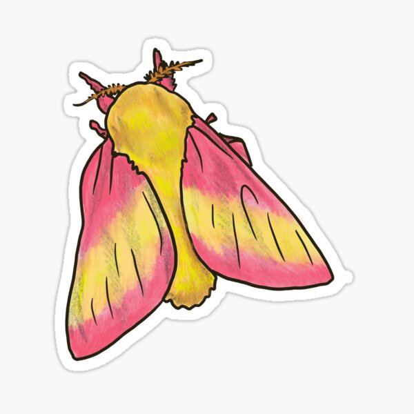 "Rosy Maple Moth" Sticker by shehitsback | Redbubble