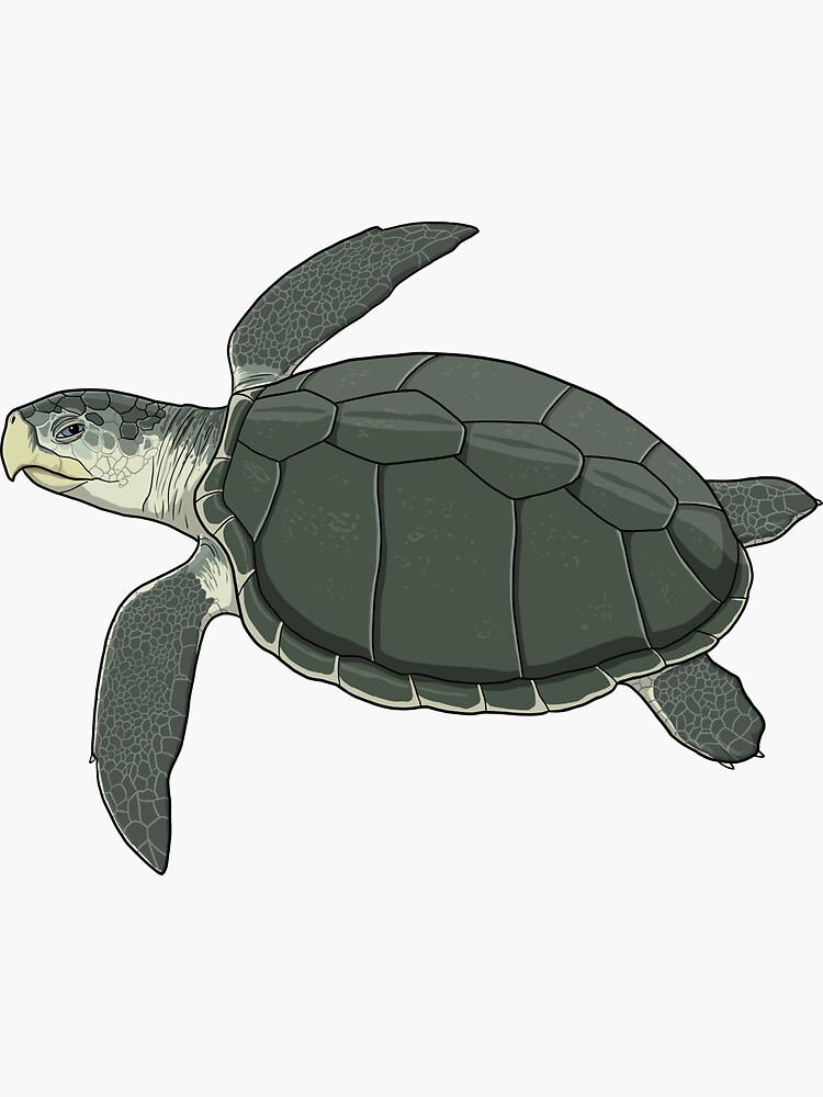 "Kemp's Ridley Sea Turtle" Sticker for Sale by ArtByBreah | Redbubble