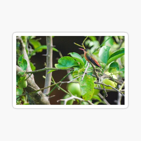 "slb hummingbird male" Sticker for Sale by pcfyi | Redbubble