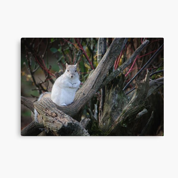 Newby Merch & Gifts for Sale | Redbubble