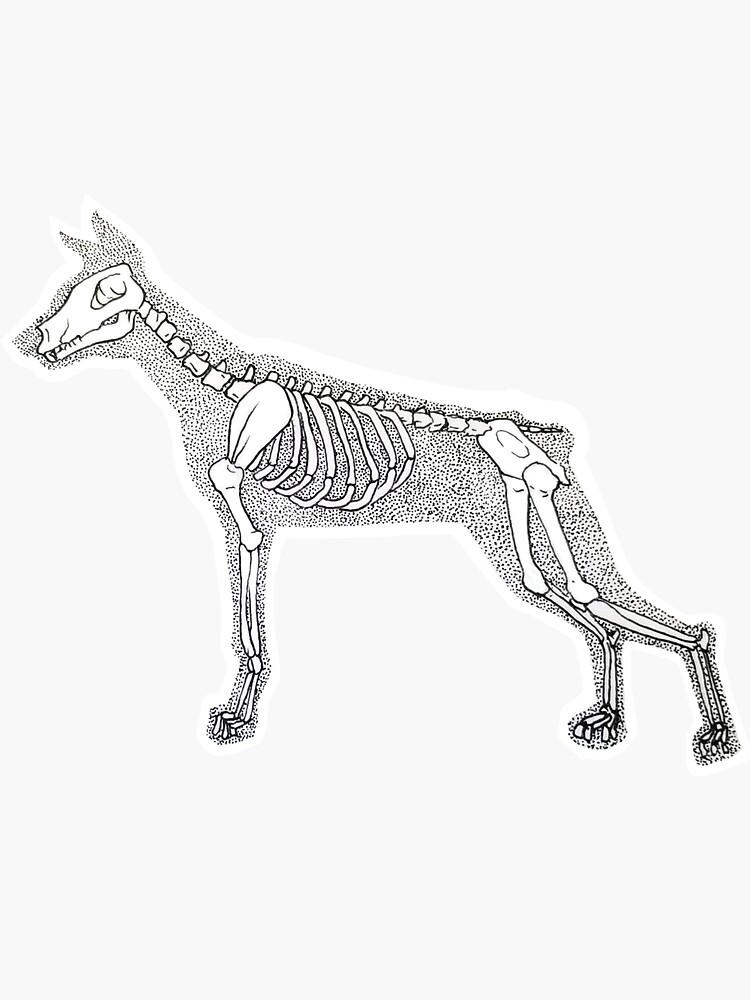 "Skeleton Doberman" Sticker for Sale by degeneroot | Redbubble