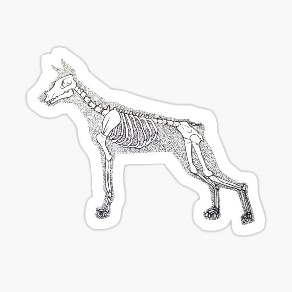 "Skeleton Doberman" Sticker for Sale by degeneroot | Redbubble