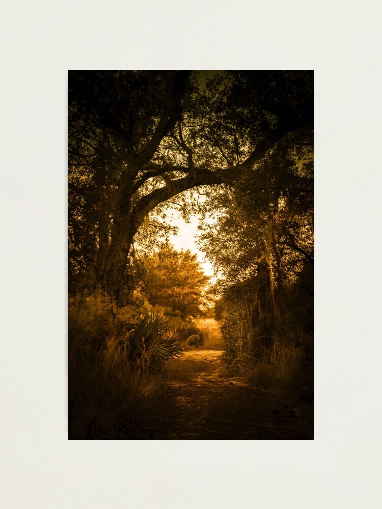 "Golden Path" Photographic Print for Sale by peaceriverphoto | Redbubble