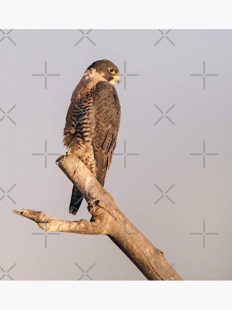 "Peregrine Falcon Subspecies The Peale's Falcon" Sticker for Sale by ...