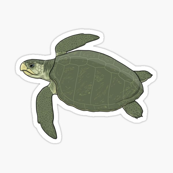 "Olive Ridley Sea Turtle" Sticker for Sale by ArtByBreah | Redbubble