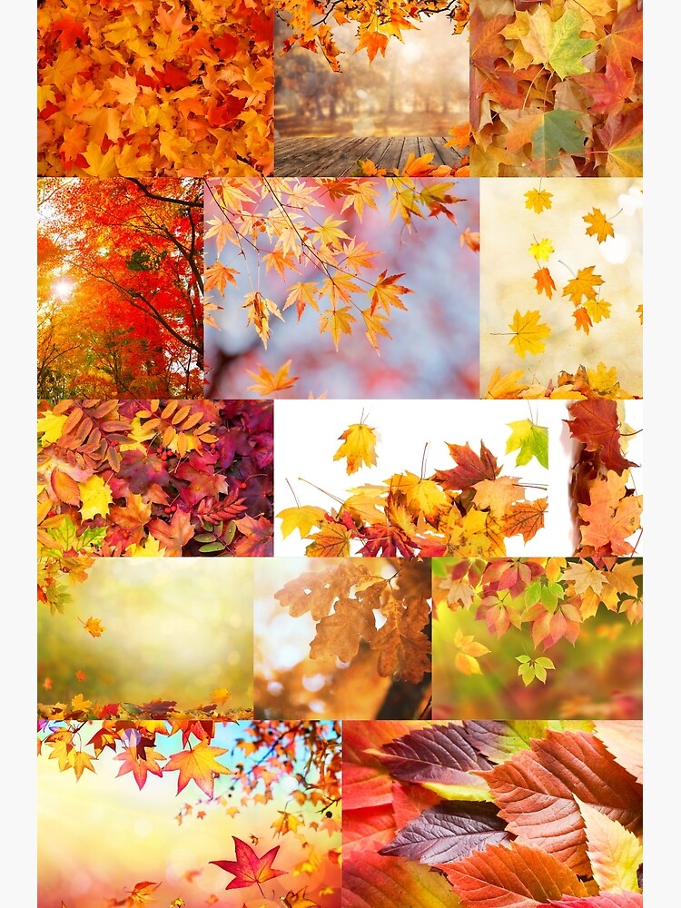"Autumn Fall Leaves Collage" Poster for Sale by JGVentures | Redbubble