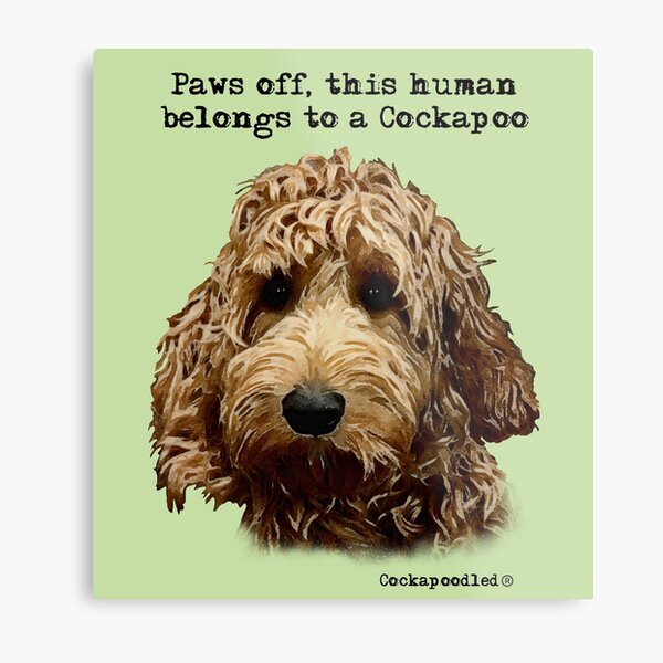 Apricot All You Need Is Love And A Cockapoo