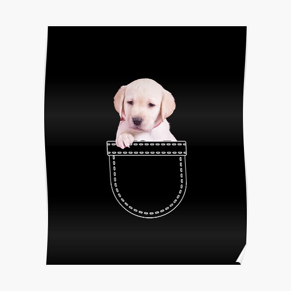 "Puppy in a pocket. Golden labrador puppy in a pocket. Funny, cute ...