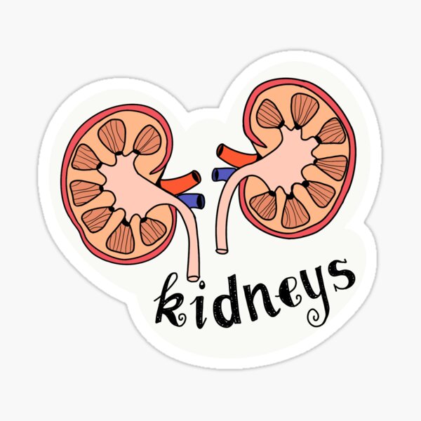 "Kidneys " Sticker for Sale by santanalang | Redbubble