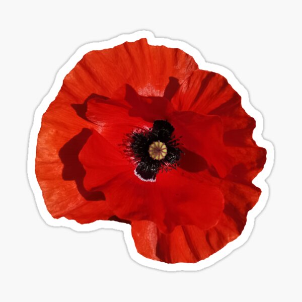 "Poppy." Sticker for Sale by Bumpulous | Redbubble
