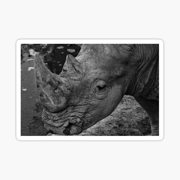 "Close up of an endangered white rhinoceros" Sticker for Sale by ...
