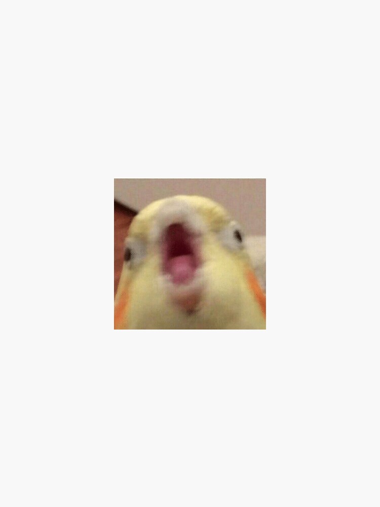 "screaming parrot meme" Sticker by Anxatzi | Redbubble