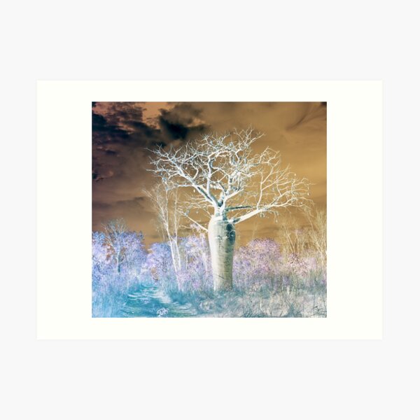 Boab Tree Wall Art | Redbubble