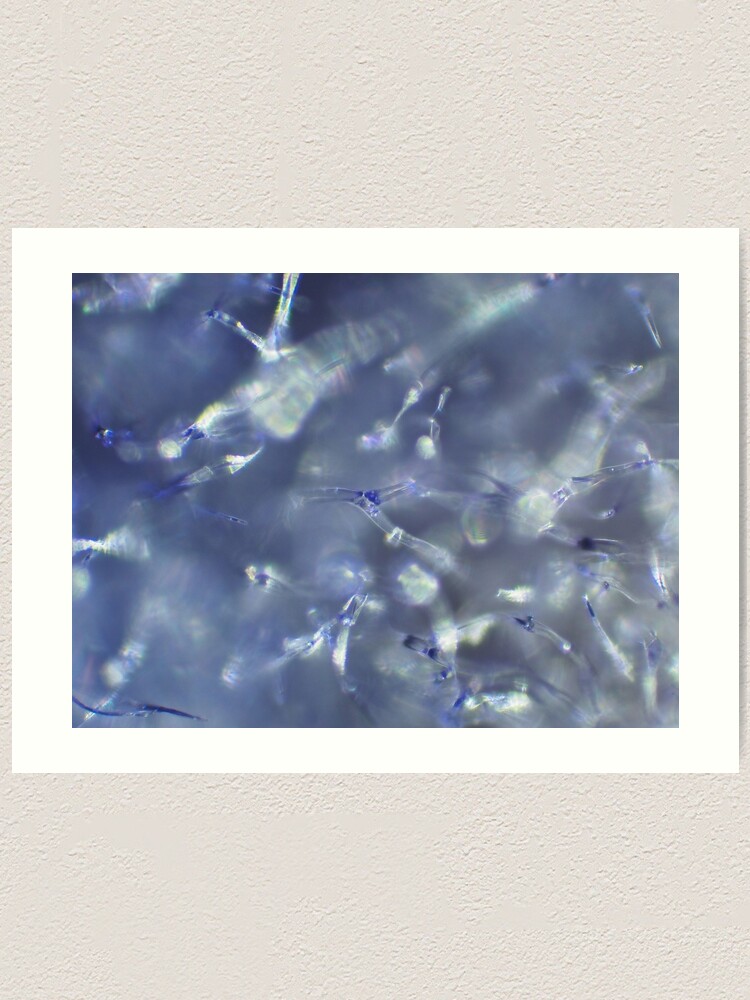 "Lavender flower under microscope" Art Print for Sale by sdymchenko ...
