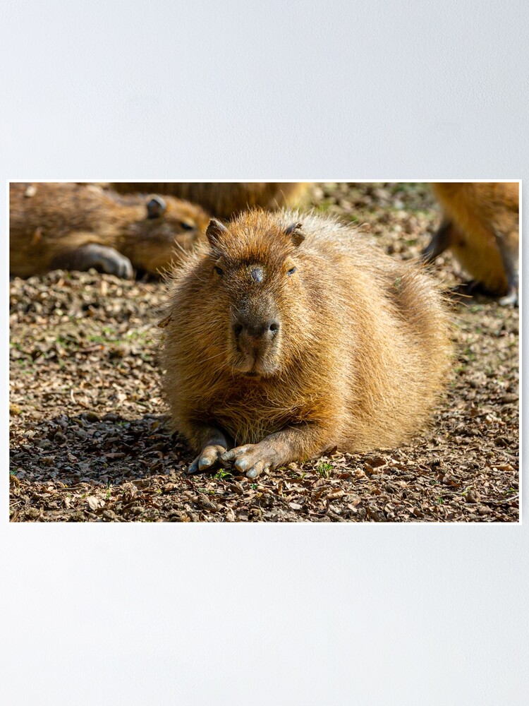 "Capybara face" Poster by Dalyn | Redbubble