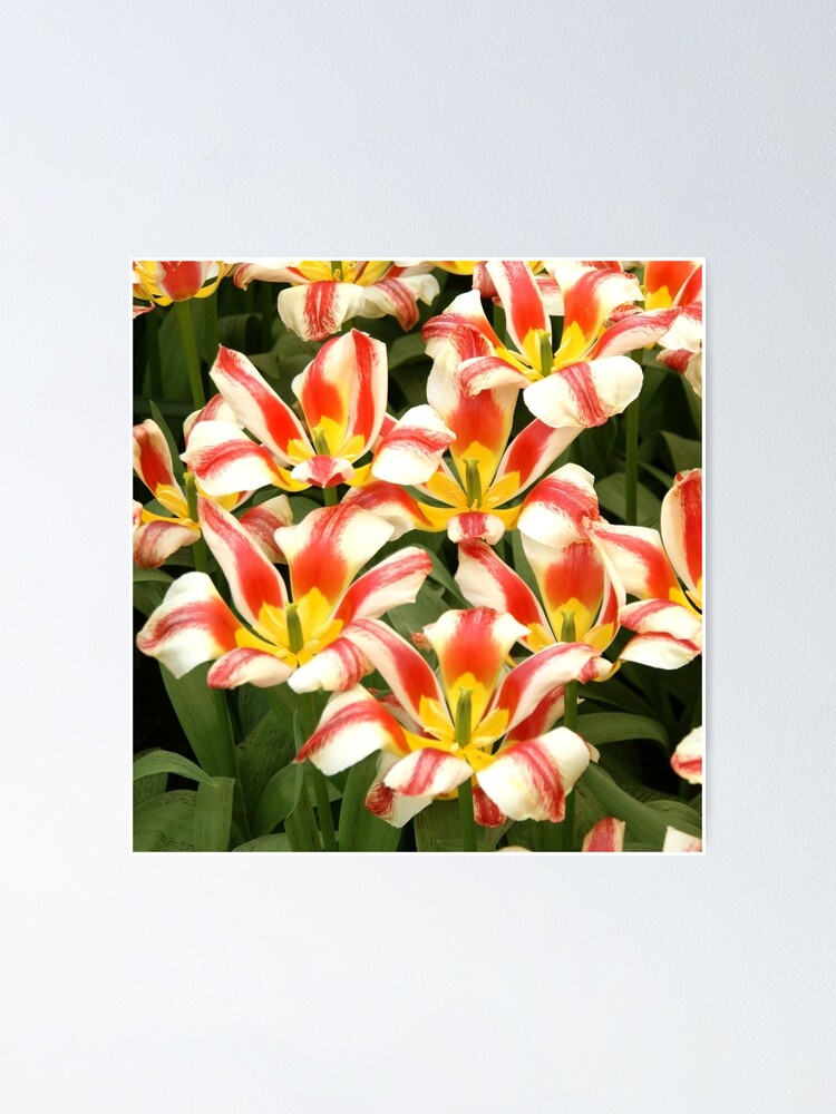 "Full Bloom" Poster by salvage203 | Redbubble