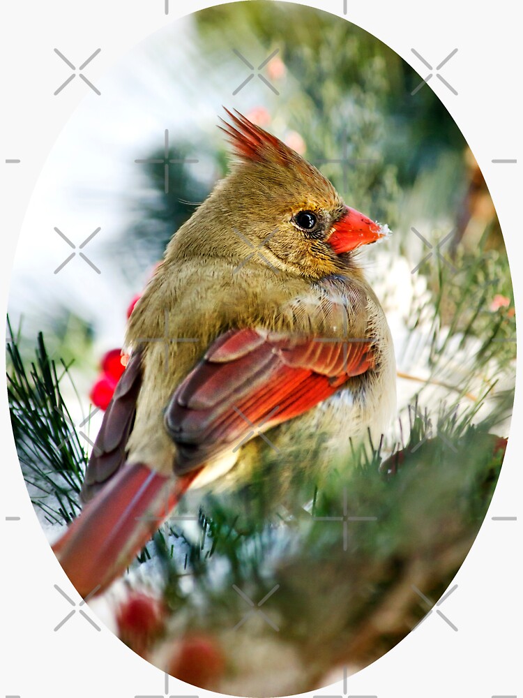 "Female Cardinal" Sticker for Sale by rollosphotos | Redbubble