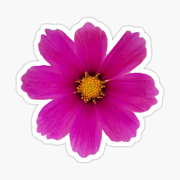 "Hot Pink cosmos flower" Sticker for Sale by BabsCoralie | Redbubble