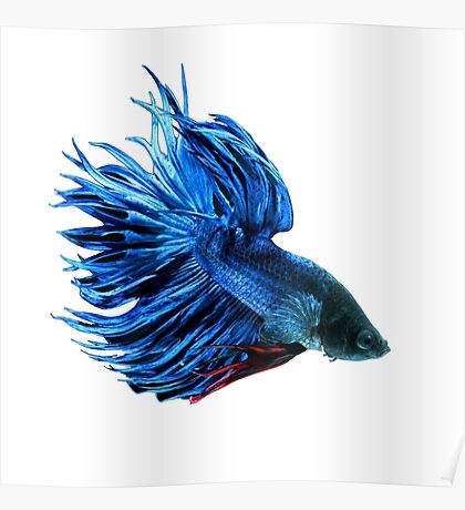 Betta Fish: Posters | Redbubble