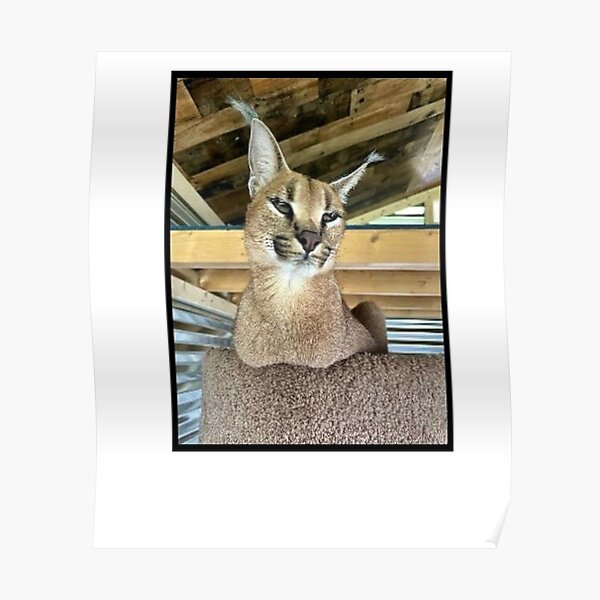 Póster «Big Floppa» de ouyoussfyassine | Redbubble