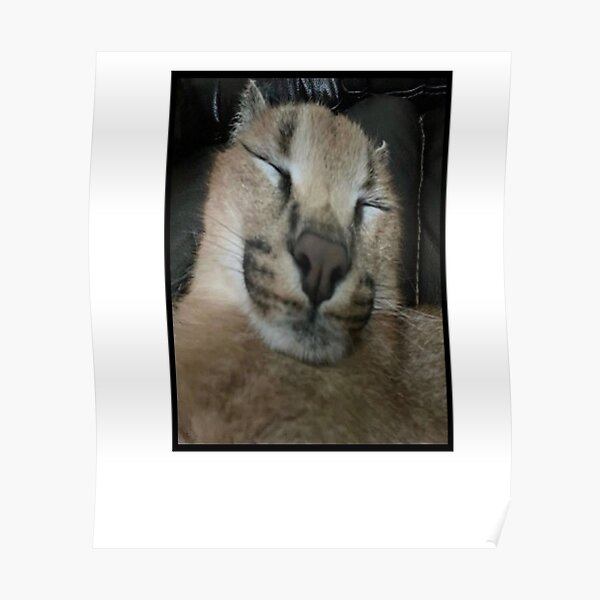 Póster «Big Floppa» de ouyoussfyassine | Redbubble