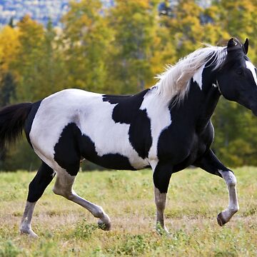 "Pinto Stallion Running" Sticker for Sale by ScienceSource | Redbubble