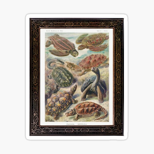 "Zoological board Turtles - Zoological designs and zoology boards ...