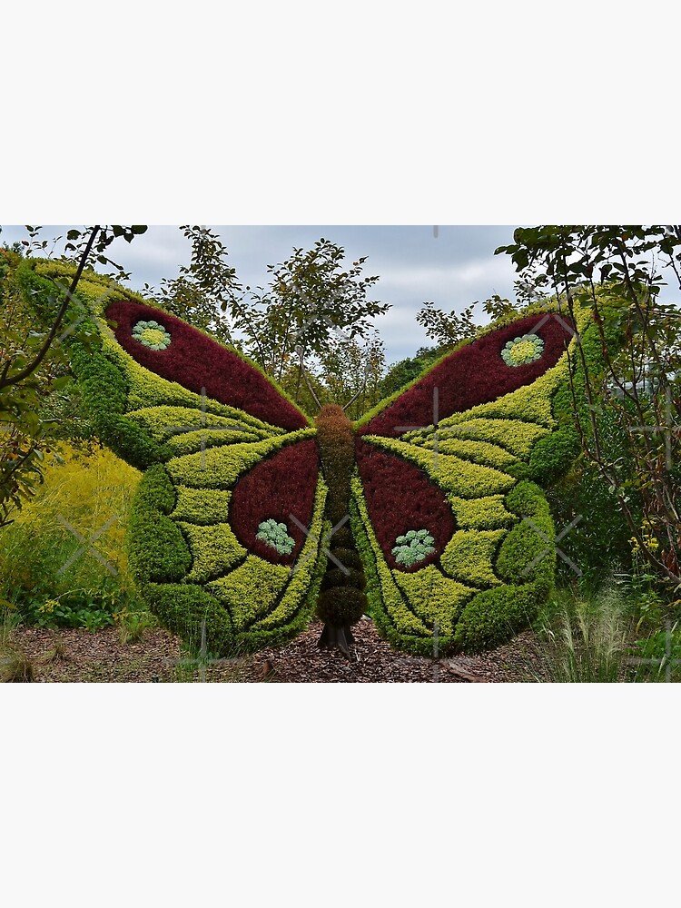 "The Butterfly" Postcard for Sale by Scott Mitchell | Redbubble