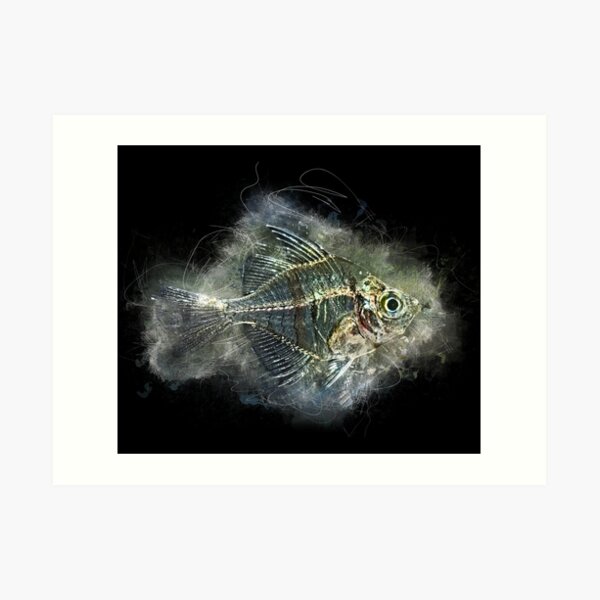 "Indian glass perch - Parambassis lala" Art Print by AquariumLutter ...