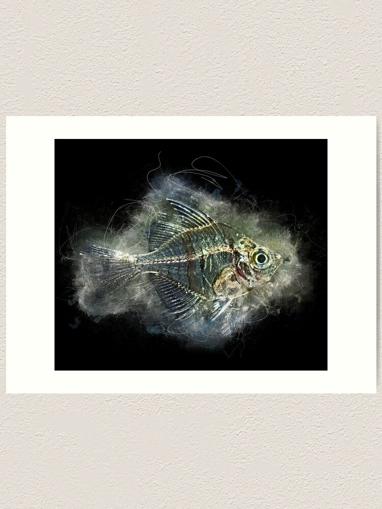 "Indian glass perch - Parambassis lala" Art Print by AquariumLutter ...