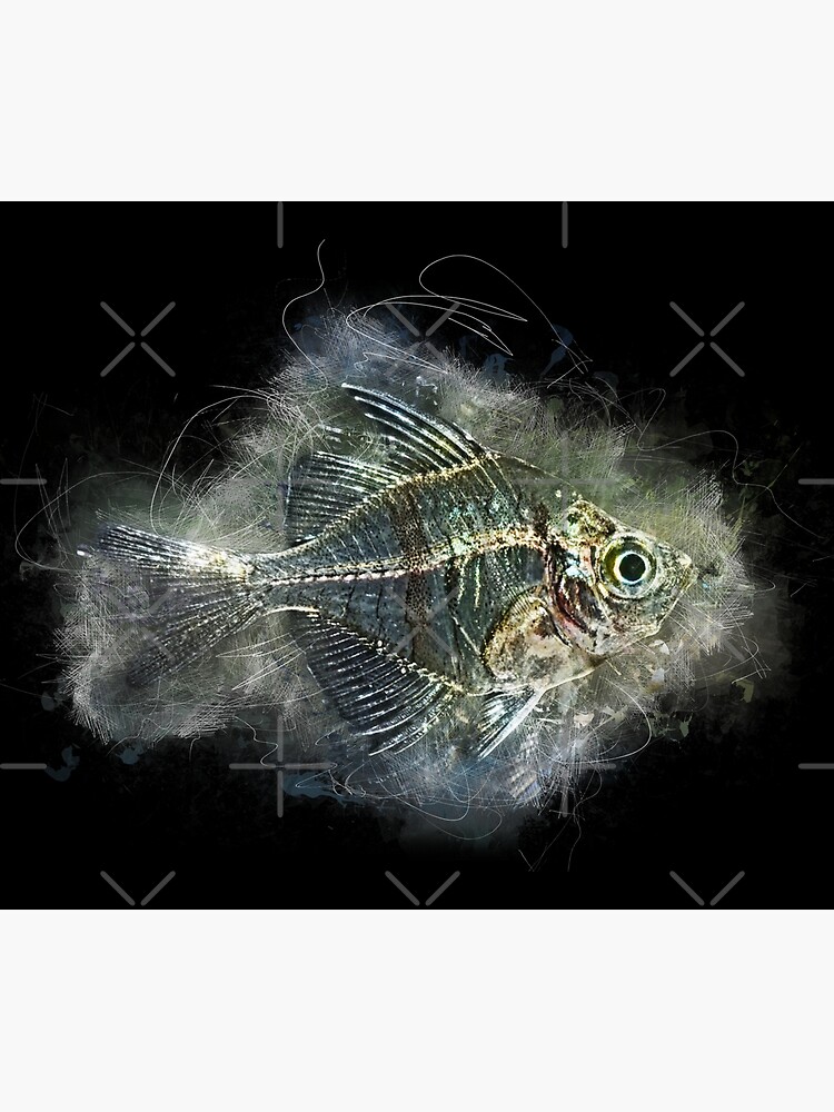 "Indian glass perch - Parambassis lala" Art Print by AquariumLutter ...